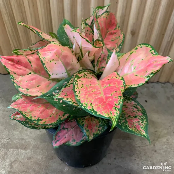 Aglaonema pink lady valentine
