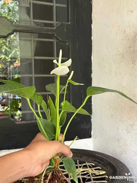 Anthurium Miniature White