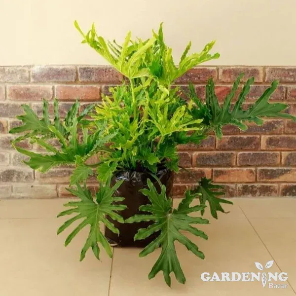Philodendron Lickety Split