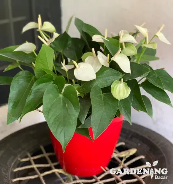 Anthurium Miniature White