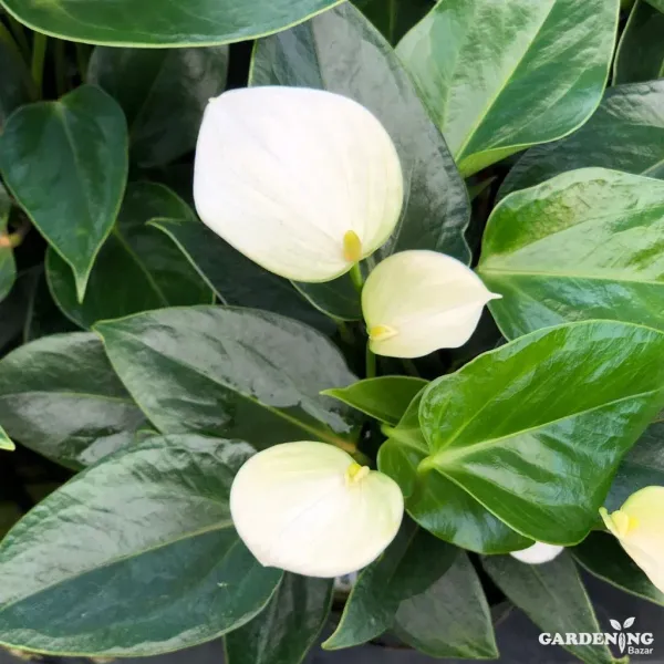 Anthurium Miniature White